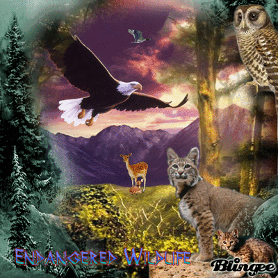 Endangered Wildlife Picture #135064922 | Blingee.com