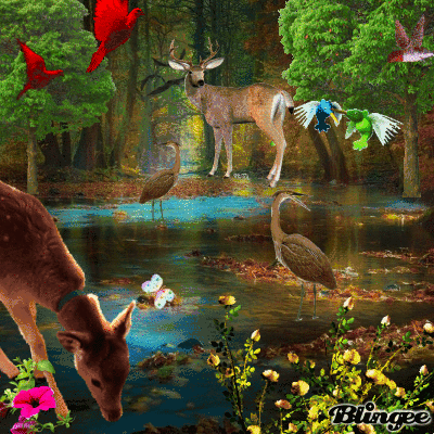 Animated Gif Images Of Nature