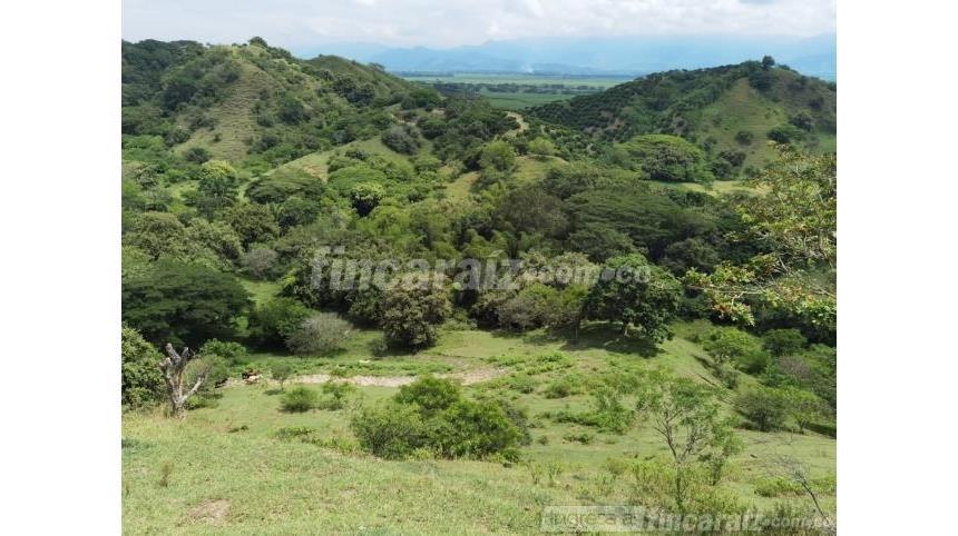Lote en Venta - Guasimal - Zarzal - Valle del Cauca | Código: 7704177