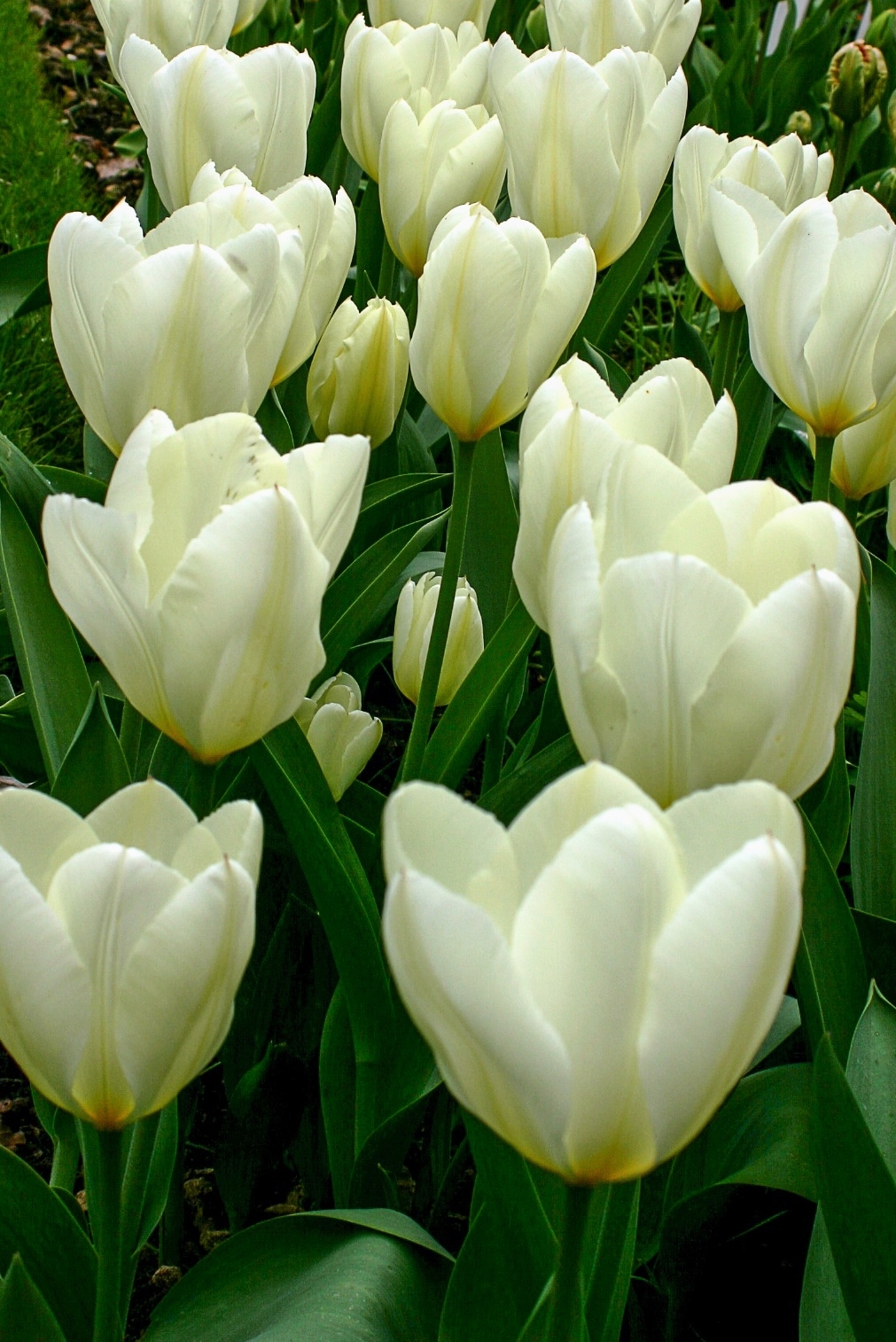 Tulipa Purissima | Avon Bulbs
