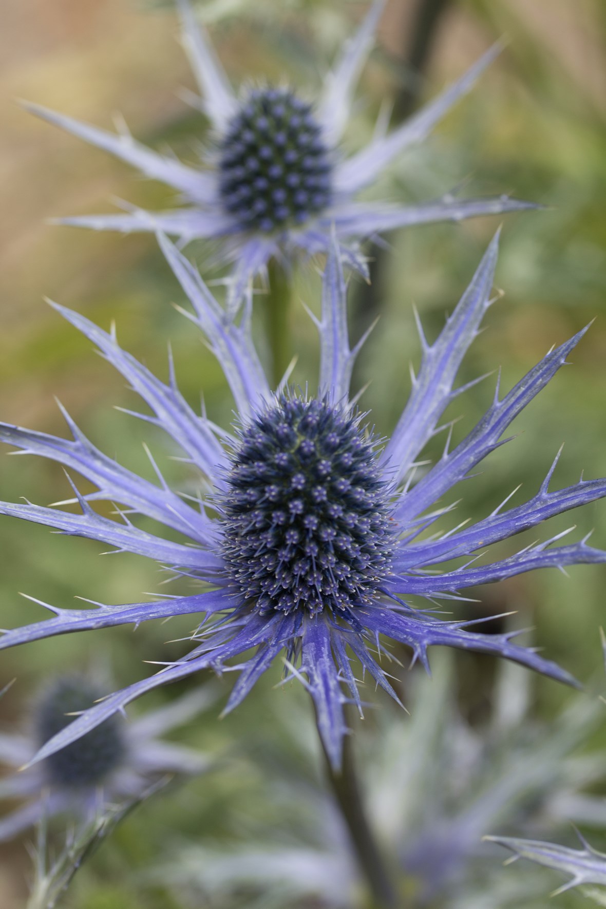 Eryngium Zabelii 'Big Blue Seeds at Zoe Oatley blog