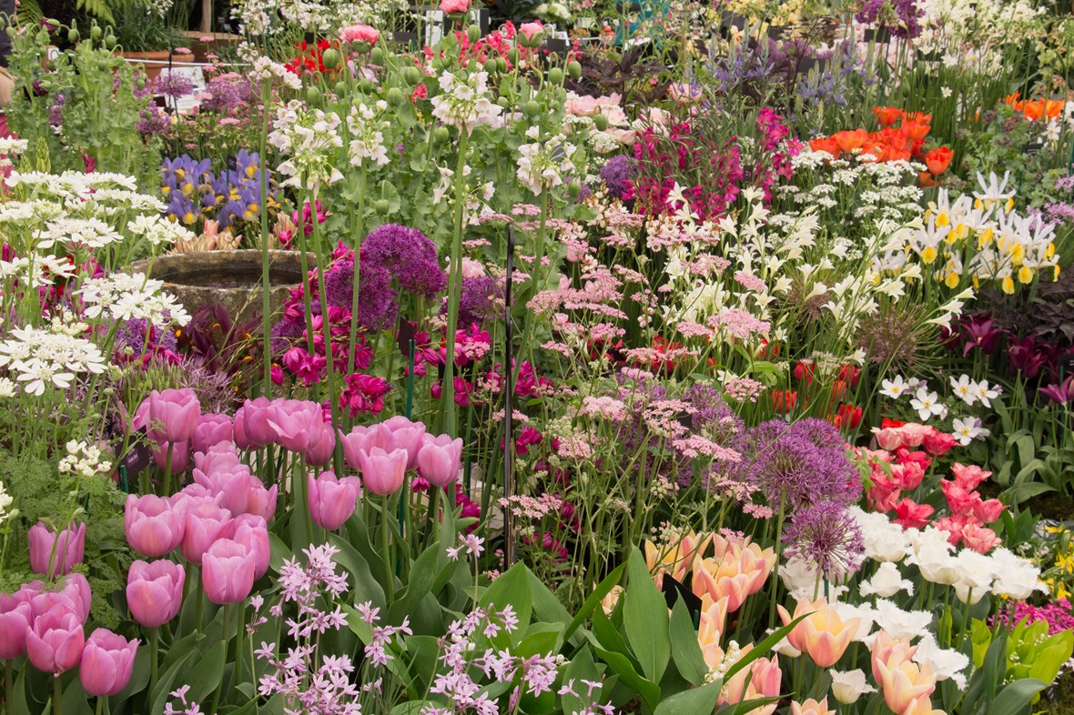 Buy Flower Bulbs from Avon Bulbs