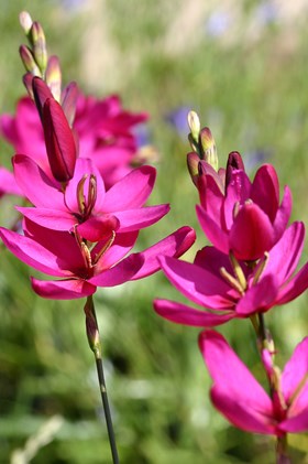 Avon Bulbs - Search Results