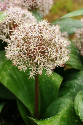 Buy Allium Bulbs | Avon Bulbs