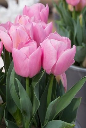 Avon Bulbs - Search Results