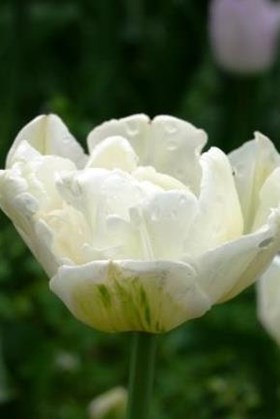 Double petalled tulip bulbs | Avon Bulbs