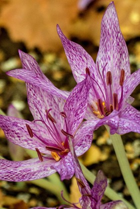 Colchicum | Avon Bulbs