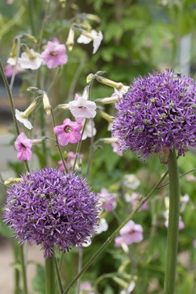 Allium Bulbs | Buy Beautiful Allium Bulbs Online | Avon Bulbs