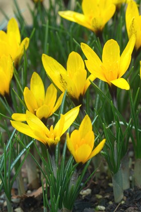 Buy Crocus bulbs | Avon Bulbs