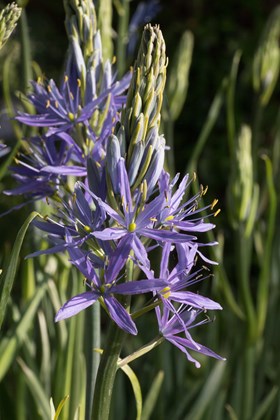 Camassia | Avon Bulbs