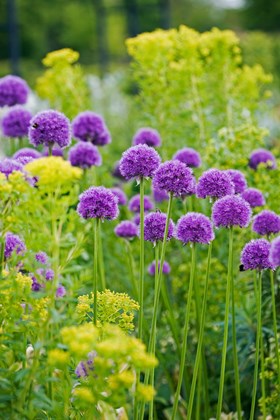 Allium Bulbs | Buy Beautiful Allium Bulbs Online | Avon Bulbs