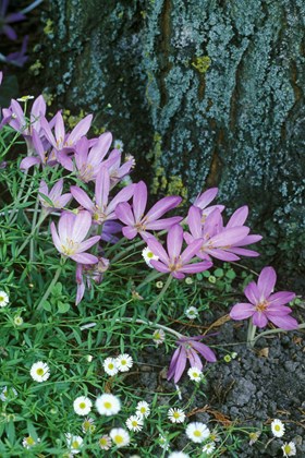 Colchicum | Avon Bulbs