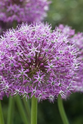 Allium Bulbs | Buy Beautiful Allium Bulbs Online | Avon Bulbs