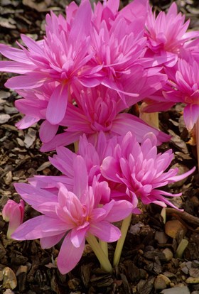 Colchicum | Avon Bulbs