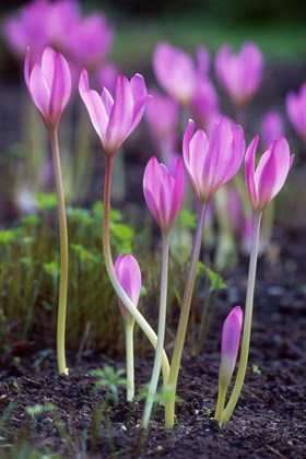 Colchicum | Avon Bulbs