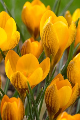 Crocus | Avon Bulbs
