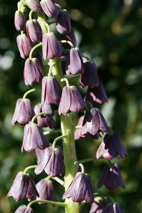 Buy Fritillaria | Avon Bulbs