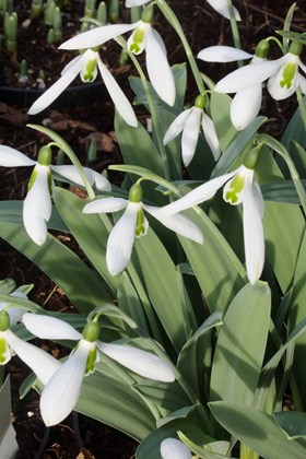 Avon Bulbs - Search Results