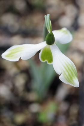 Avon Bulbs - Search Results