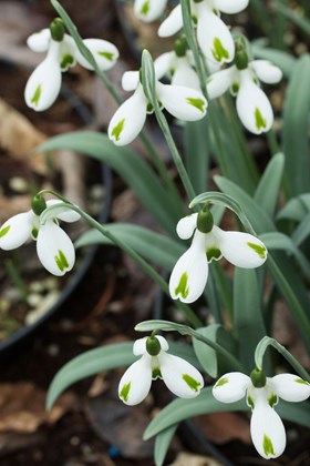 Avon Bulbs - Search Results