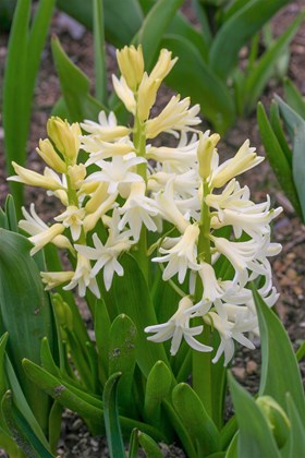 Buy Hyacinthus bulbs | Avon Bulbs