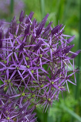 Buy Allium Bulbs | Avon Bulbs