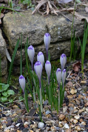 Buy Crocus bulbs | Avon Bulbs