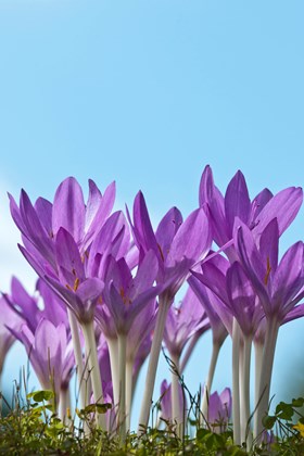 Colchicum | Avon Bulbs