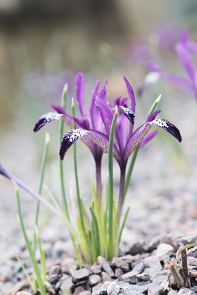 Buy Iris reticulata bulbs| Avon Bulbs