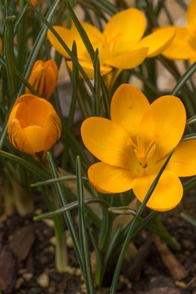 Buy Crocus bulbs | Avon Bulbs