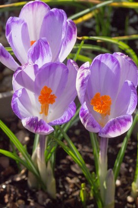 Buy Crocus bulbs | Avon Bulbs