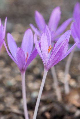 Colchicum | Avon Bulbs