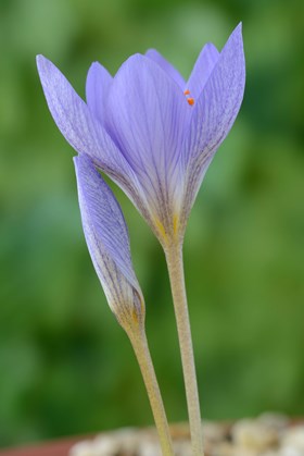 Crocus (autumn flowering) | Avon Bulbs