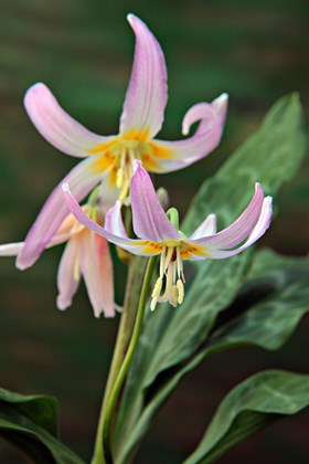 Buy Erythroniums | Avon Bulbs