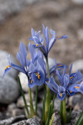 Buy Iris reticulata bulbs| Avon Bulbs