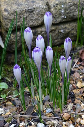 Buy Crocus corms | Avon Bulbs