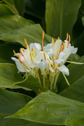 Hedychium | Avon Bulbs