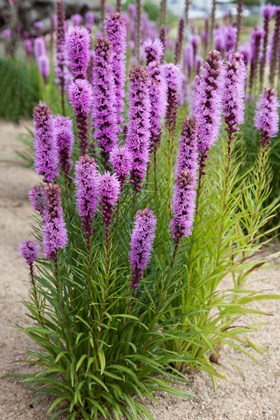 Liatris spicata