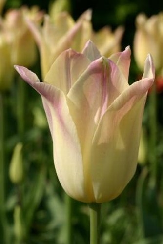 Tulip Bulbs | Avon Bulbs