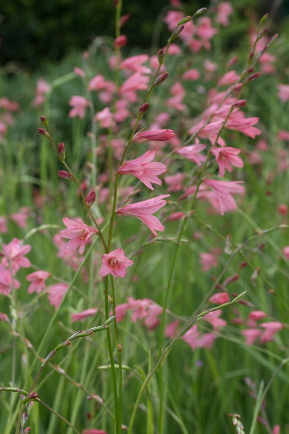 Tritonia x rosea (disticha rubrolucens) | Avon Bulbs