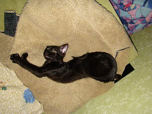 The most violent cat I've ever met. Meet psycho Sophie. : r/cats