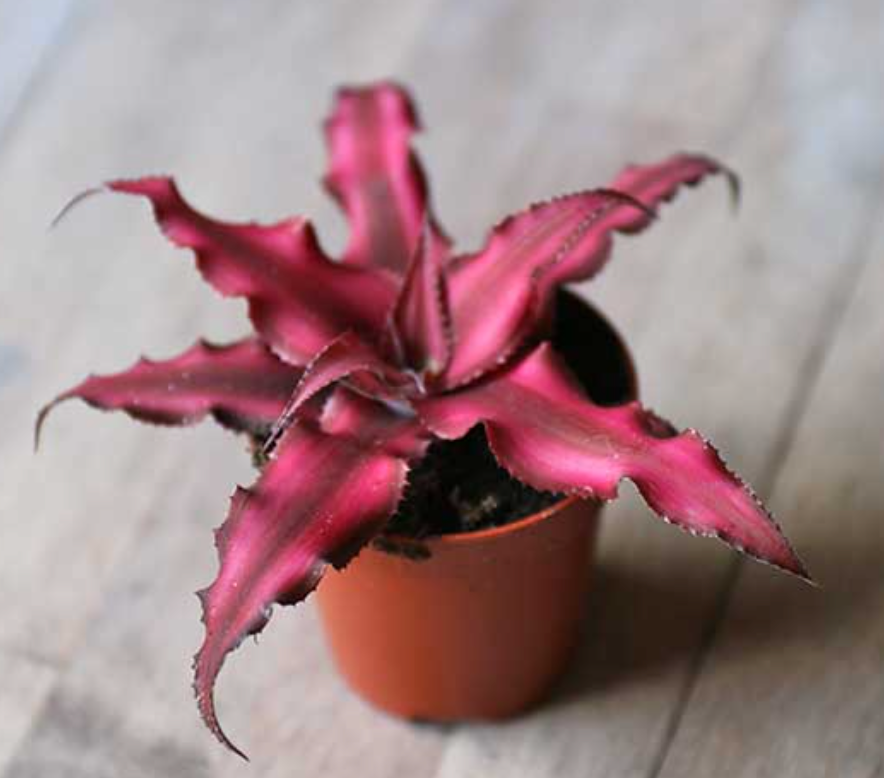 Cryptanthus, Earth Star, Bromeliad
