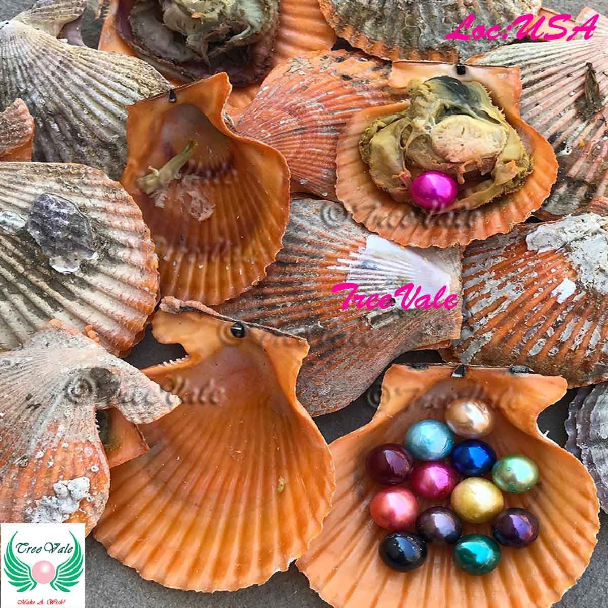 One Scallop Oyster Each With 8mm-12mm Edison Pearl - individually wrapped