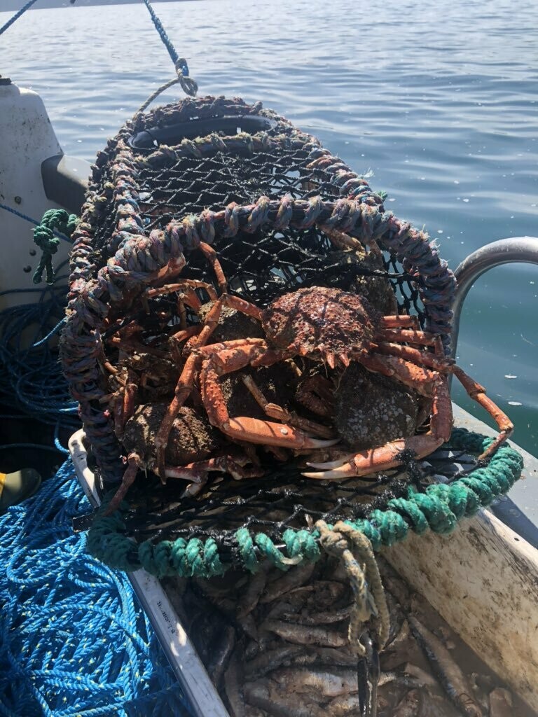 Large Whole Cornish SPIDER Crab (Cooked)
