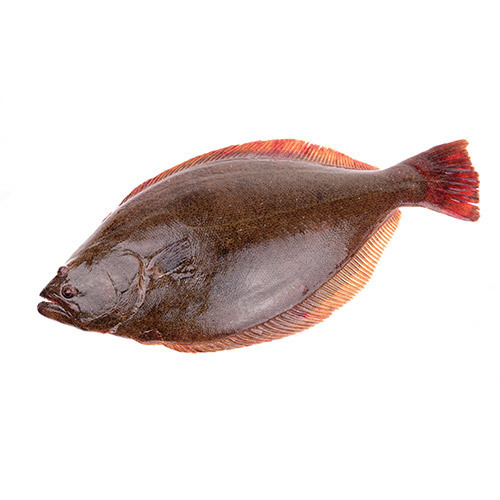 Halibut, Line Caught (Sold in portion sized steaks or fillets)