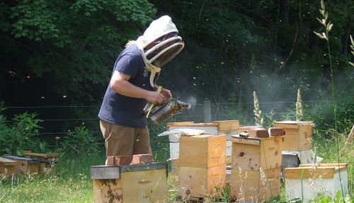 Beekeeping Basics Lesson