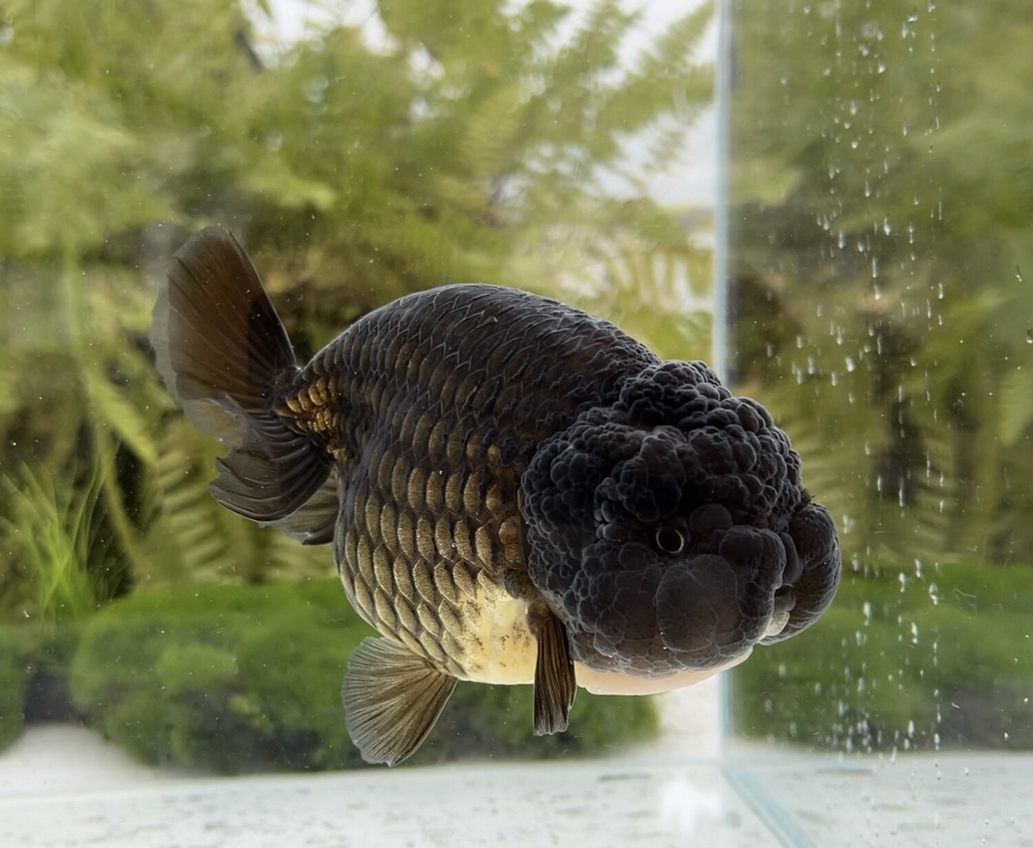 Black Ranchu (F, 6”)