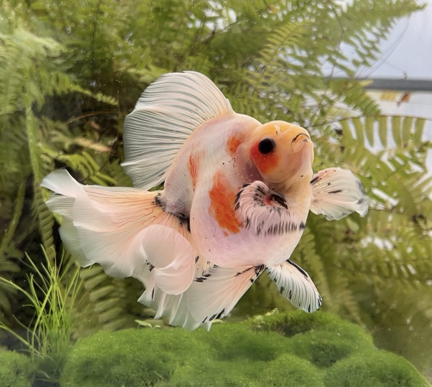 Tri-color Broadtail Ryukin (M, 5.75”) - Free Shipping