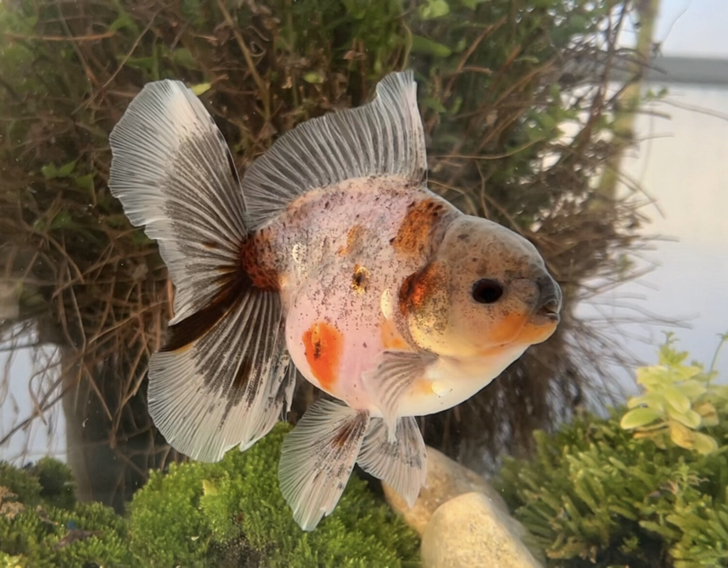 Calico Rosetail Oranda (M, 5”) - Free Shipping