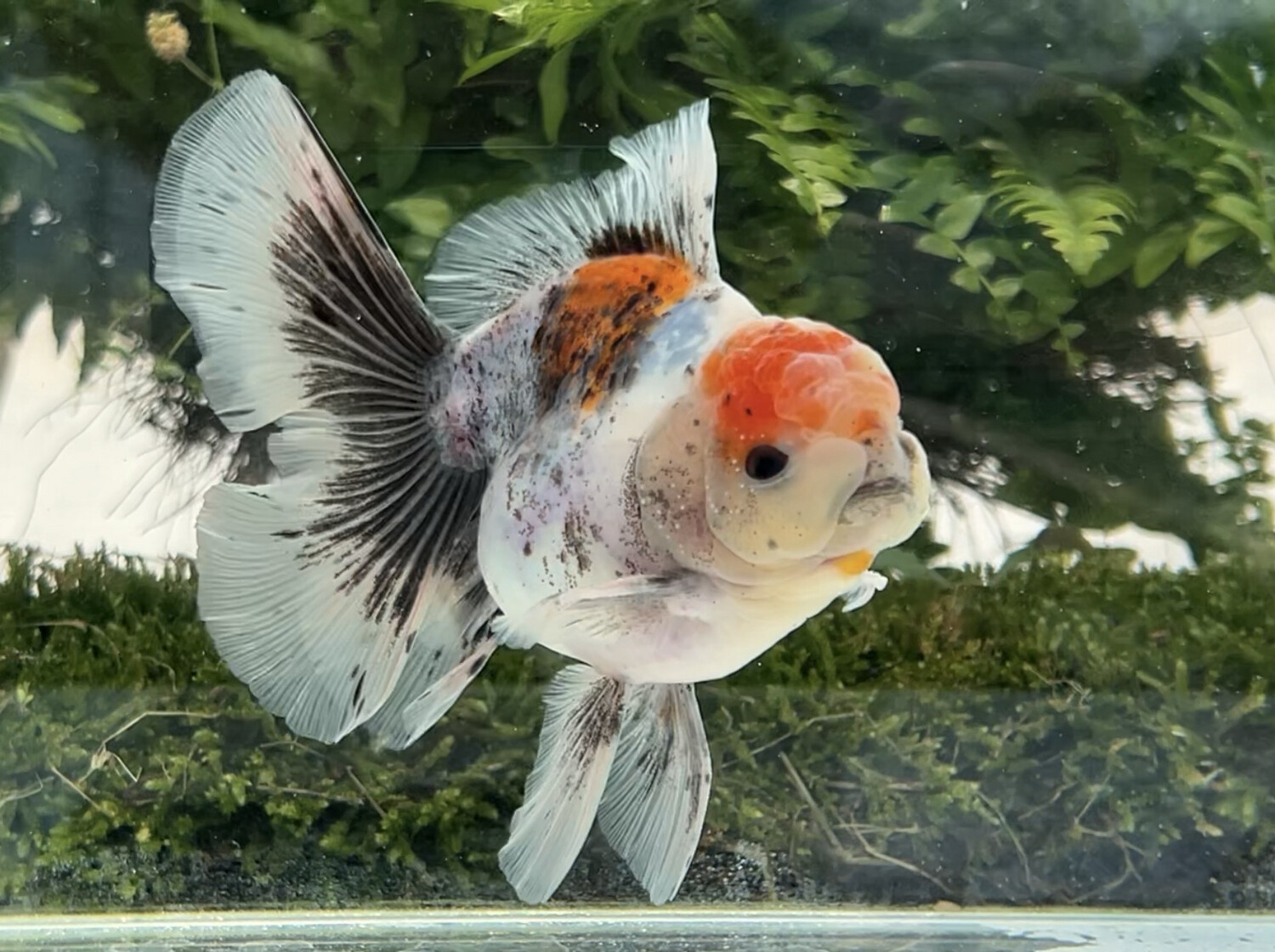 Calico Rosetail Oranda (M, 5”) - Free Shipping